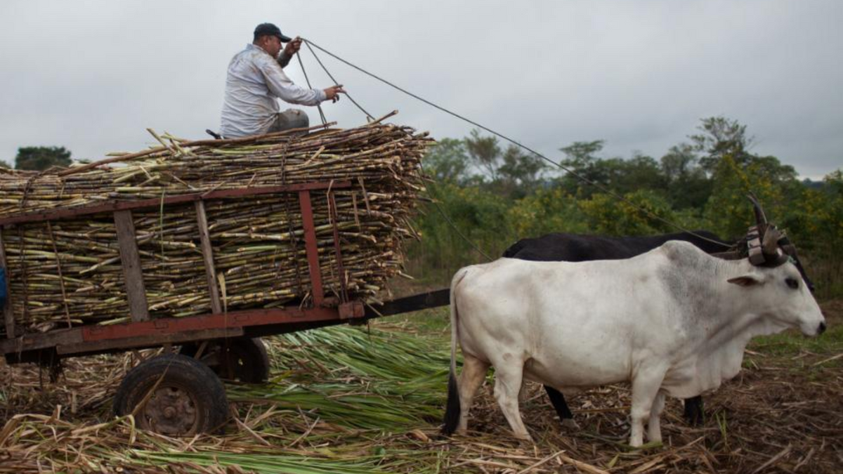 How Sugar Is Made: Cane, Brown & Powdered | Big Country